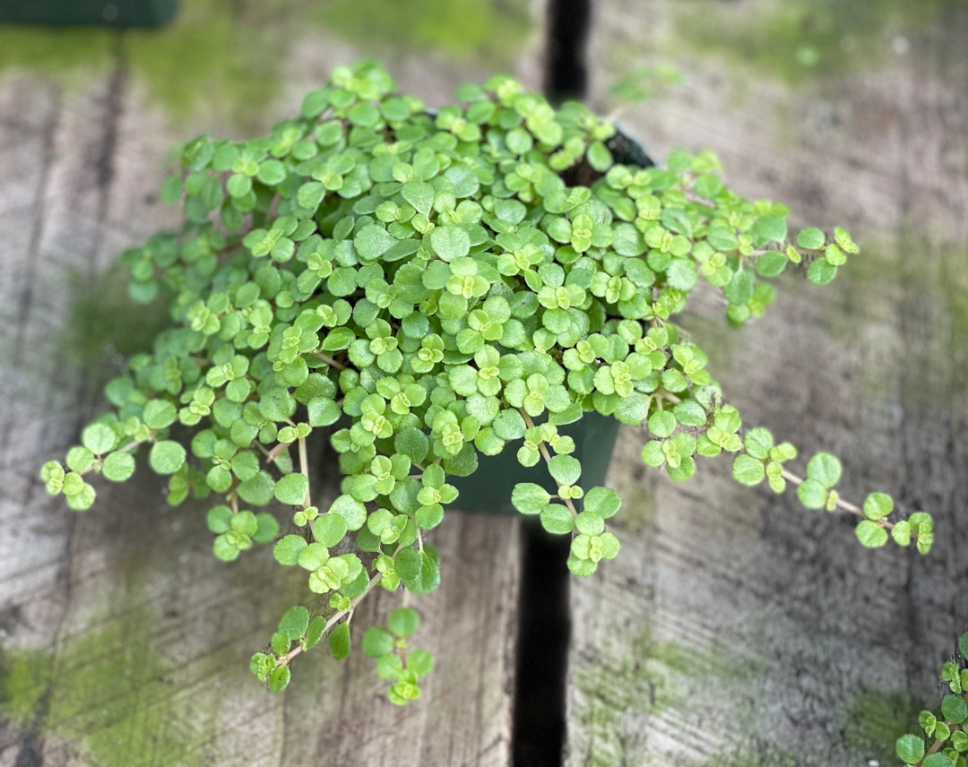 Pilea Tiny Tears, Also Called Giant Baby’s Tears, Shiny Creeping ...