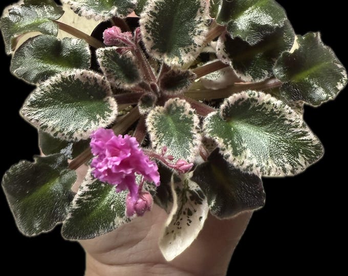 Semi Mini African Violet Pink Pizzazz - Potted Plant, Ships Planted - Etsy