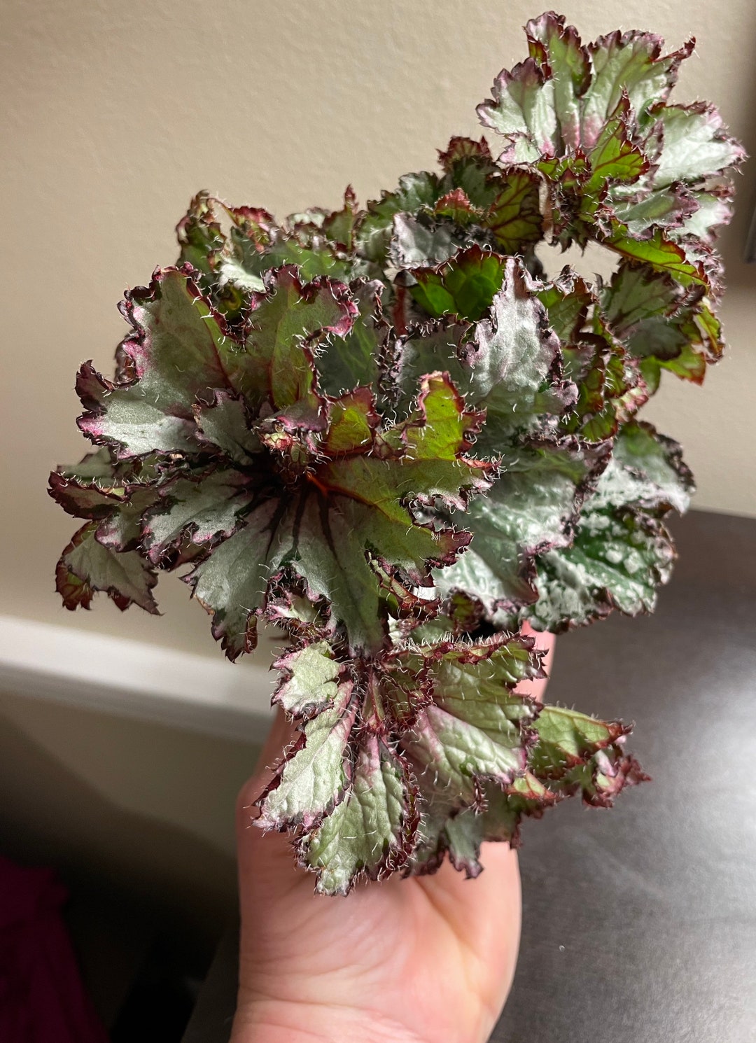 Rex Begonia ‘curly Peppermint’ - Etsy