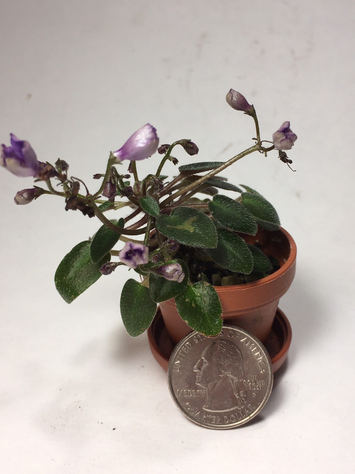 Micro Mini African Violet Teeny Bopper | Etsy