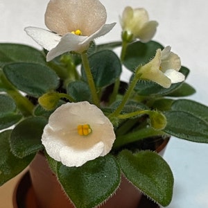 Micro Mini African Violet Jolly Diamond - Etsy