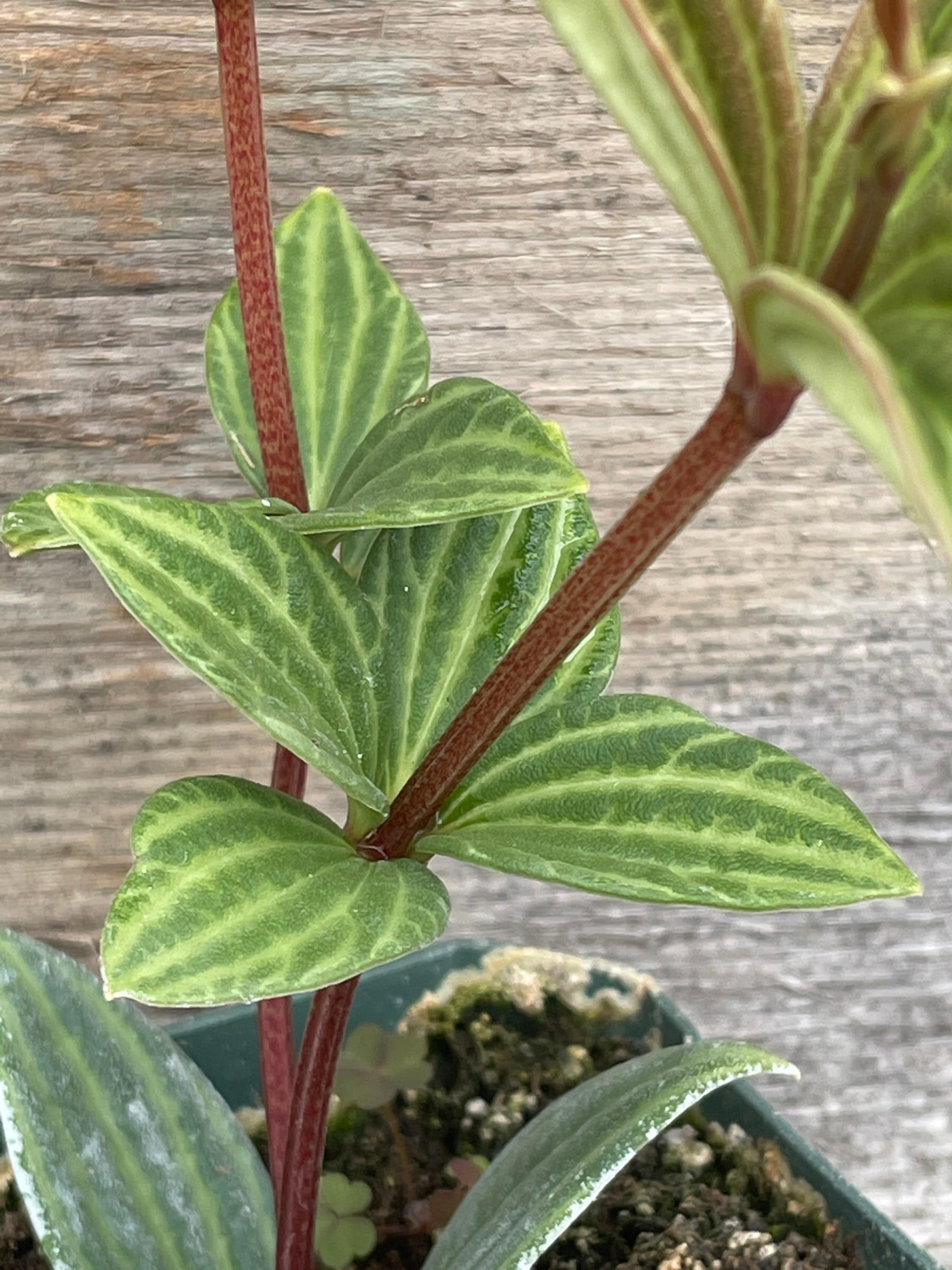 Parallel Peperomia (peperomia Puteolata, Potted Plant, Ships Potted ...