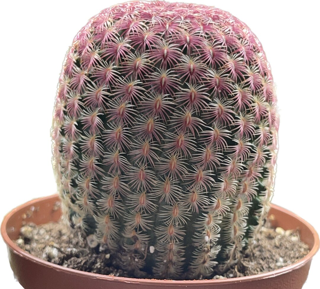 Red Spined Rainbow Cactus, Also Known as Rainbow Hedgehog Cactus ...
