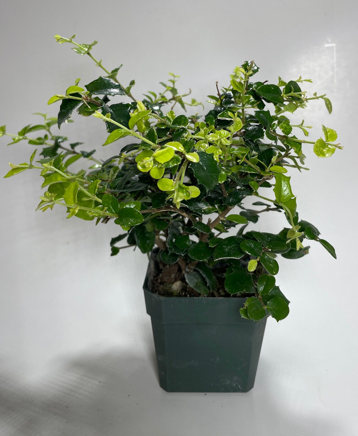 Dwarf Holly, Also Called Singapore Holly, (malpighia Coccigera, Potted ...