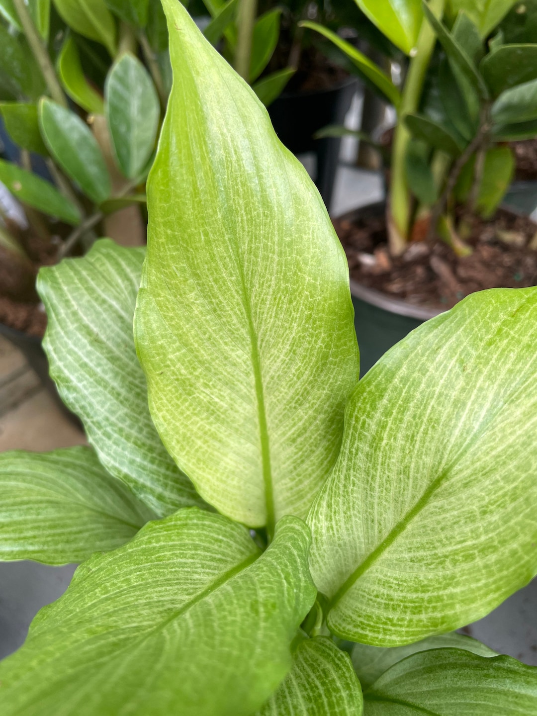 Peace Lily (spathiphyllum) ‘platinum Mist’ (4” Pot, Ships Potted) - Etsy