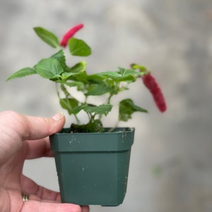 Strawberry Firetails, Also Known as Trailing Chenille Plant - Etsy