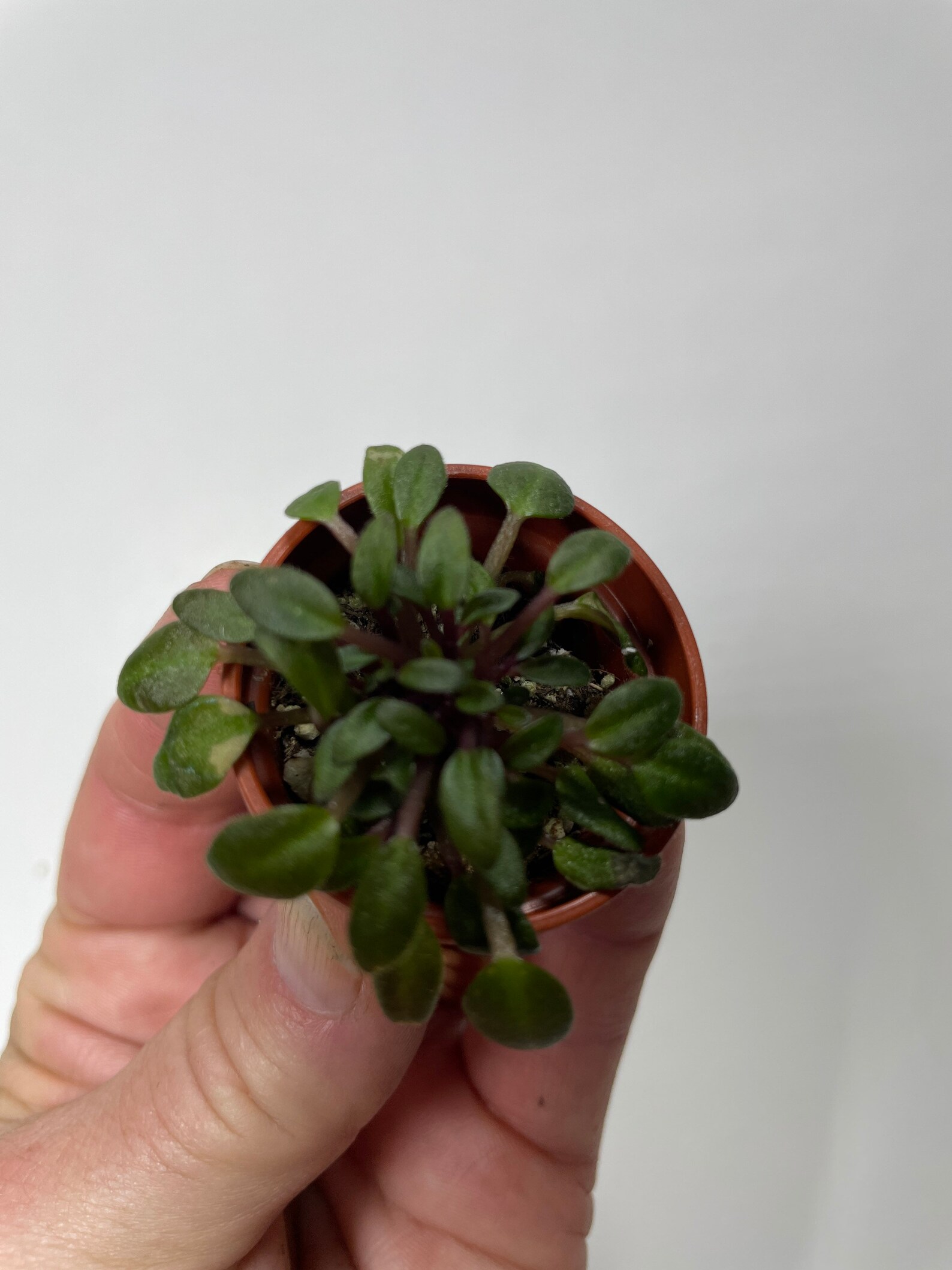 Micro Mini African Violet Spunky Trail - Etsy