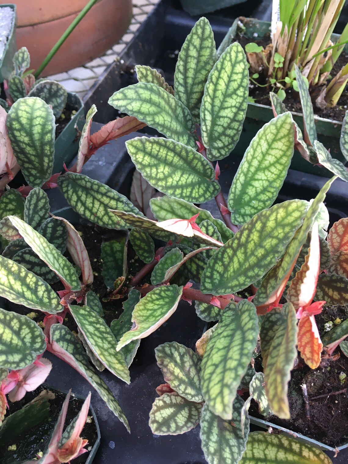 Trailing Watermelon Begonia (pellionia Pulchra, Potted Plant, Ships ...