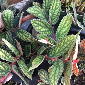 Trailing Watermelon Begonia (pellionia Pulchra, Potted Plant, Ships ...