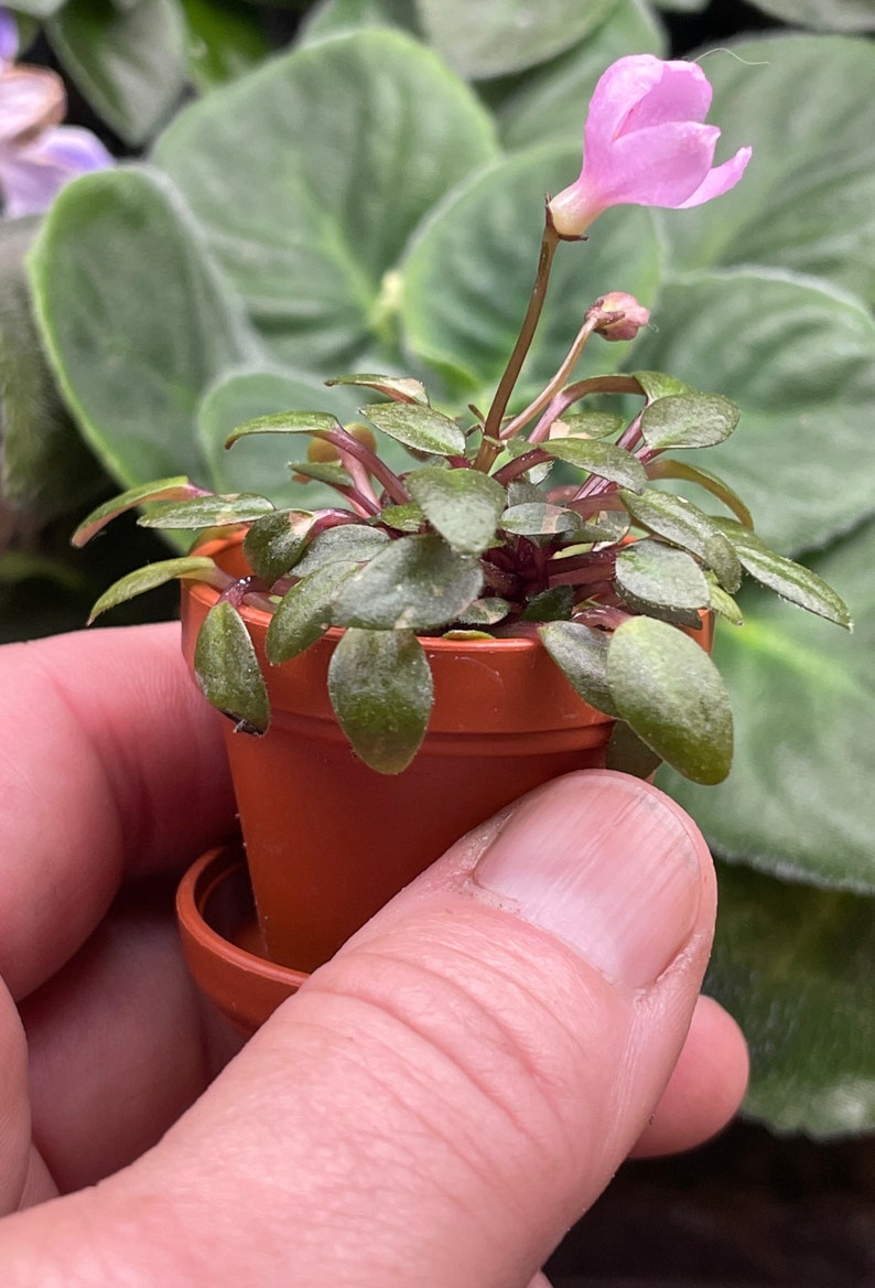 Micro Mini African Violet Spunky Trail - Etsy