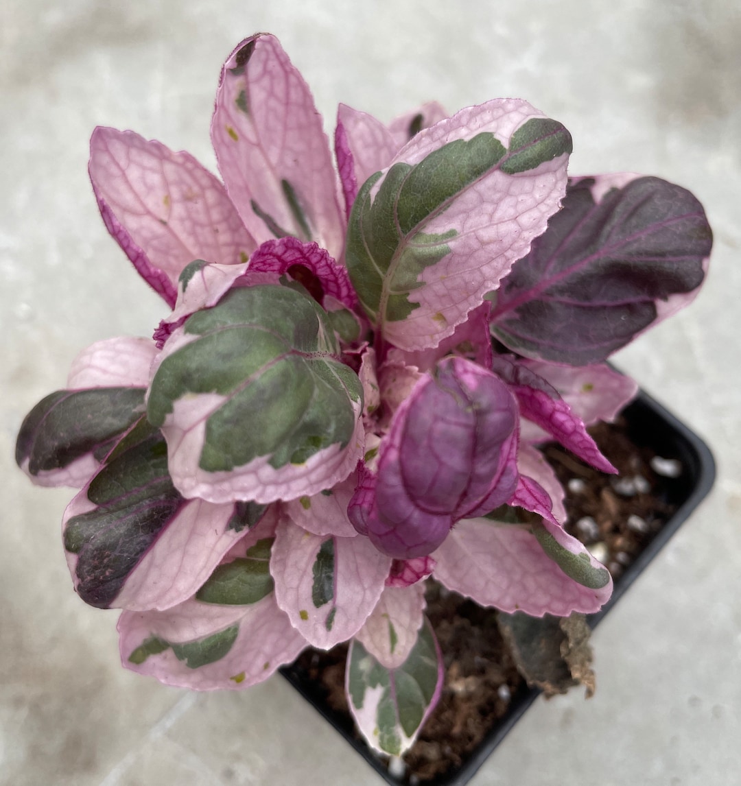 Snow White Waffle Plant (hemigraphis Alternata) - Etsy