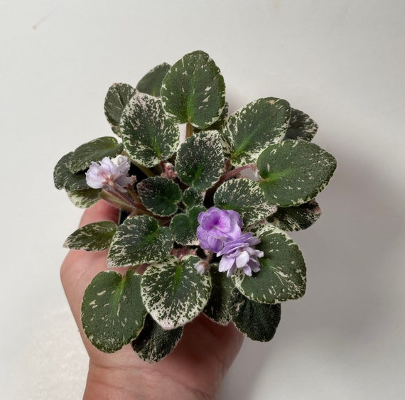 Mini African Violet Toy Castle - Etsy
