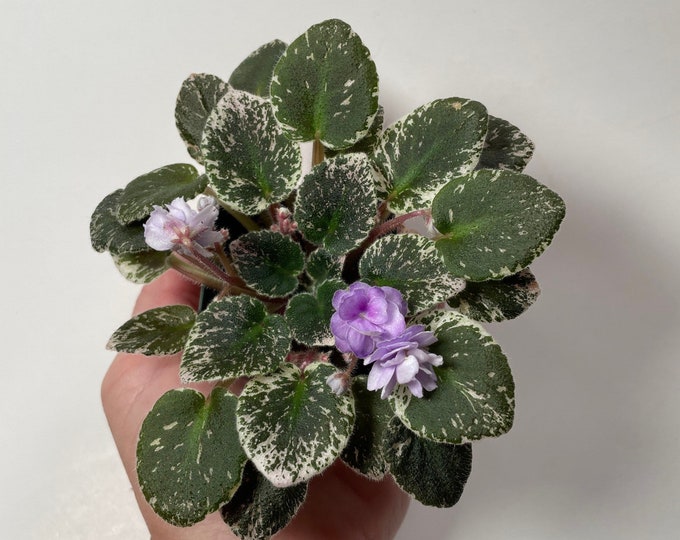 Mini African Violet Toy Castle - Etsy