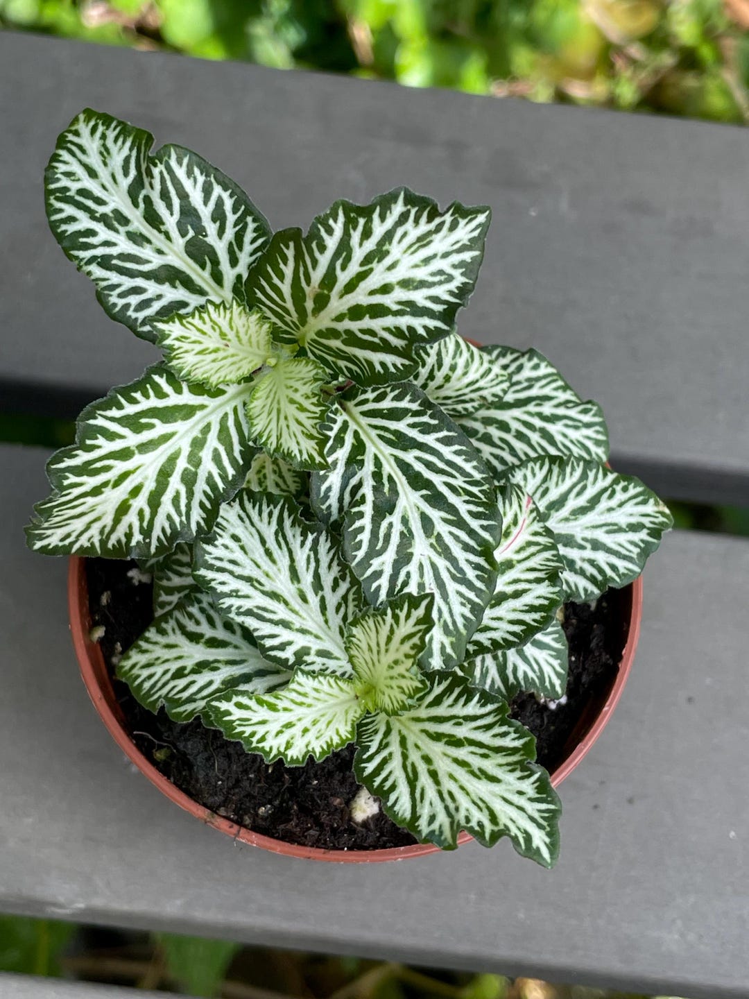 White Nerve Plant Tiger (fittonia White Tiger, Potted Plant, Ships ...