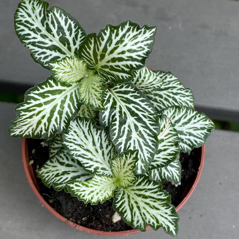 Nerve Plant - Etsy