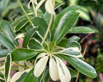 Golden Variegated Dwarf Schefflera sunshade - Etsy