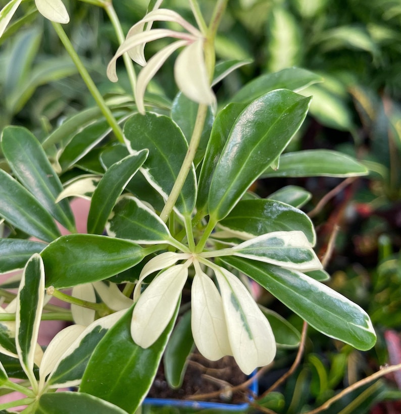Variegated Dwarf Schefflera (schefflera Aboricola Moondrop) 3” Potted ...