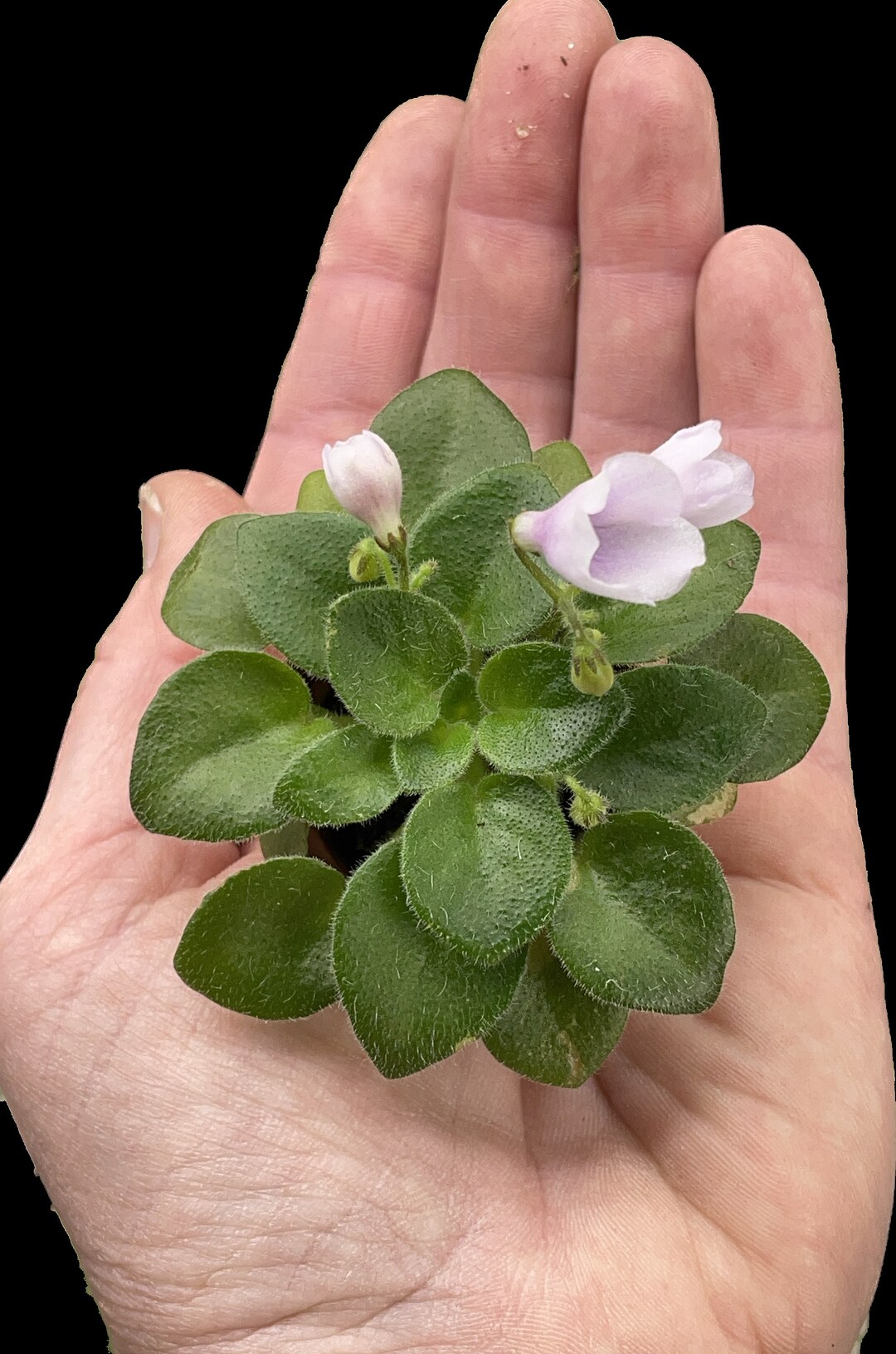 Micro Mini African Violet Kitten’s Meow - Etsy