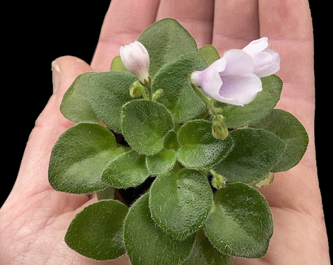 Micro Mini African Violet Kitten’s Meow - Etsy