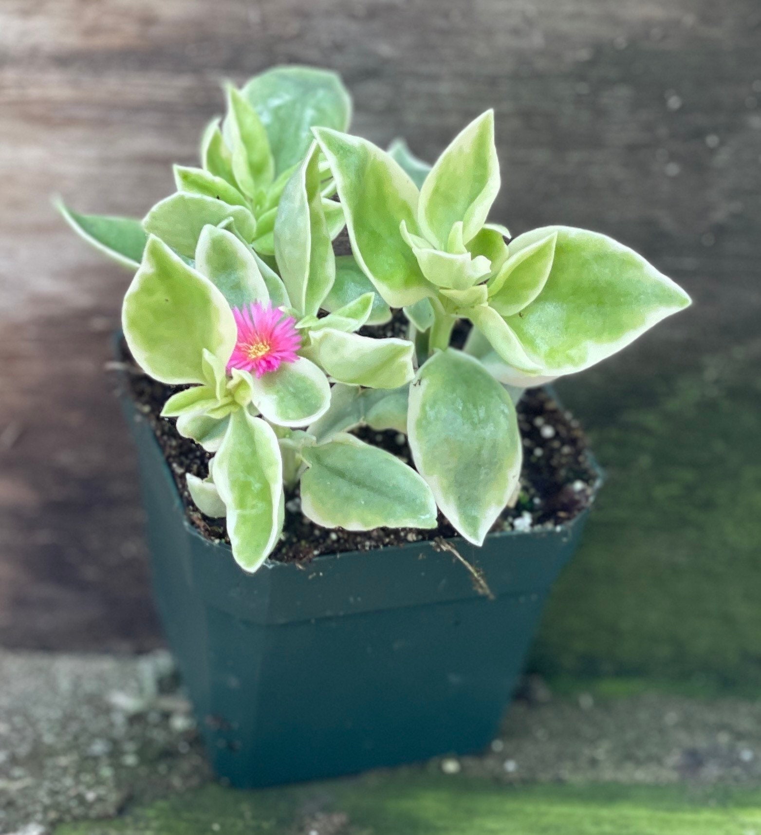 Variegated Baby Sun Rose also called Variegated Red Apple | Etsy