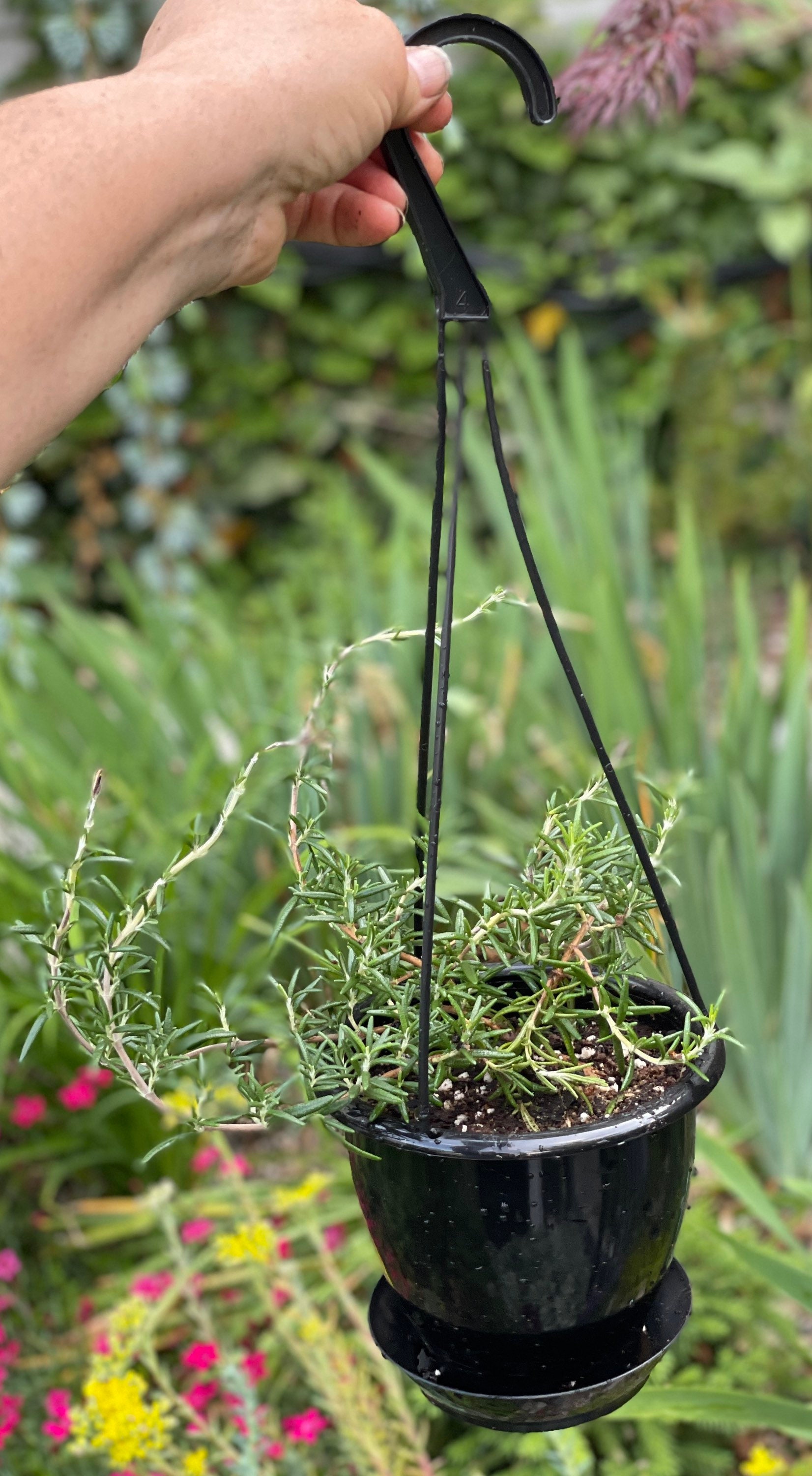 Prostrate Rosemary 4 Hanging Pot - Etsy