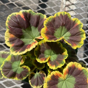 Velma Cox Zonal Geranium, Also Known as Mrs. Henry Cox) (pelargonium ...