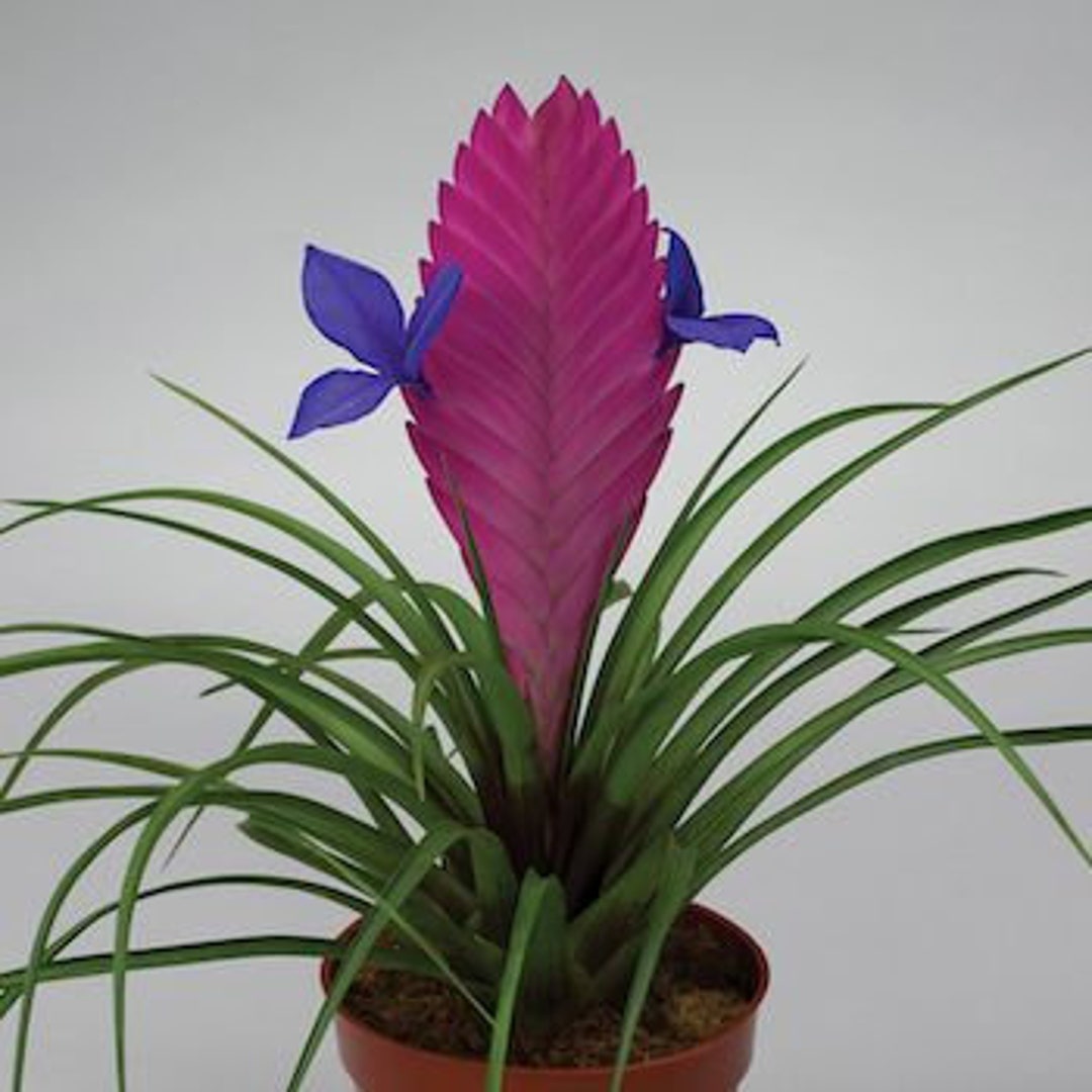 Hawaiian Pink Quill (tillandsia Cyanea) in Bud and Bloom 08/02/25, 4 ...