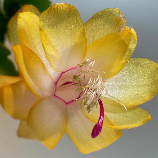 Yellow Christmas Cactus - Etsy
