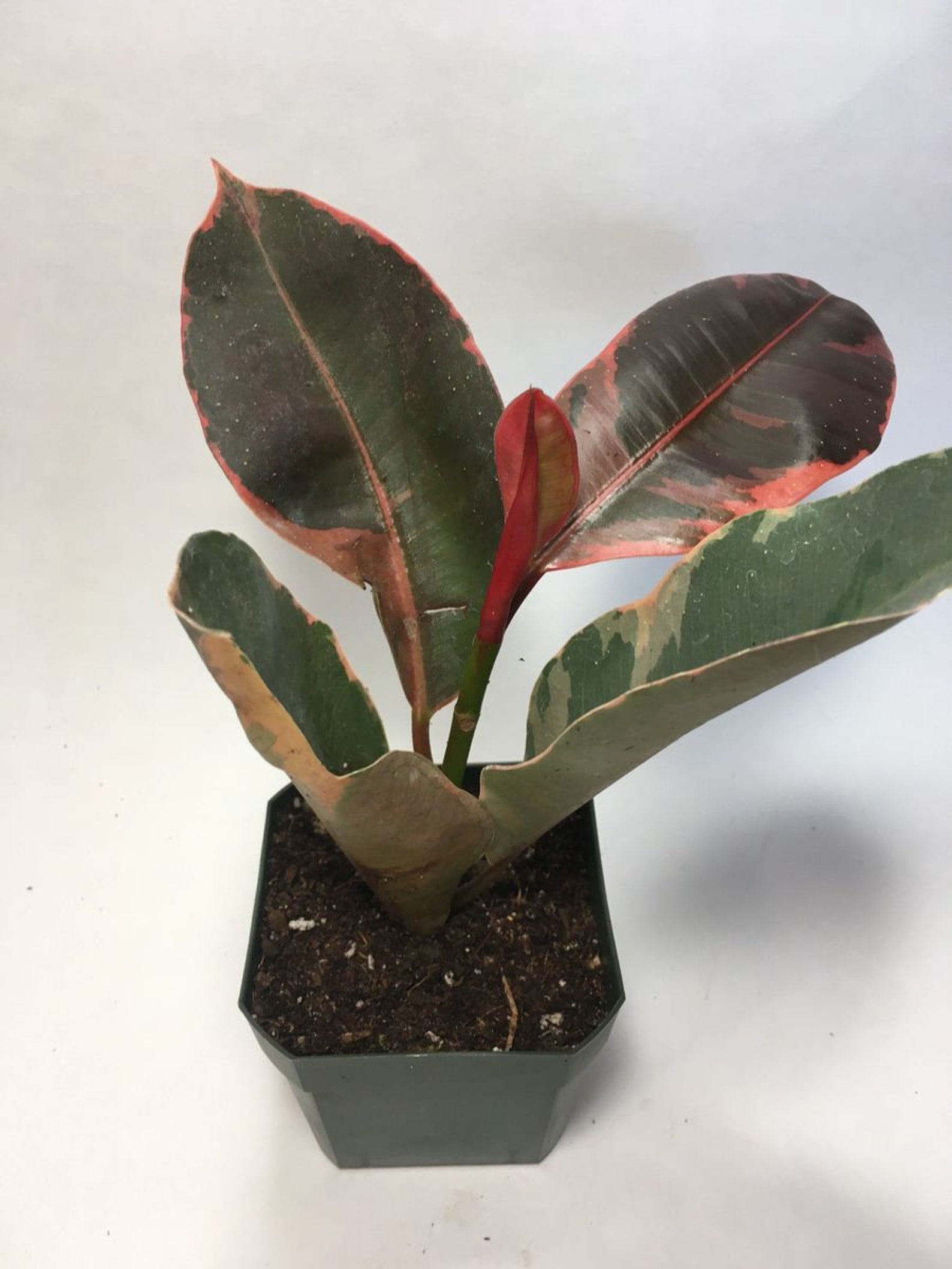 Rubber Tree Ruby - Etsy