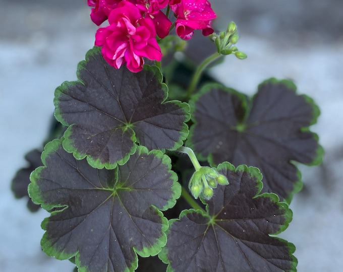 Geranium Brocade Cherry Night - Etsy