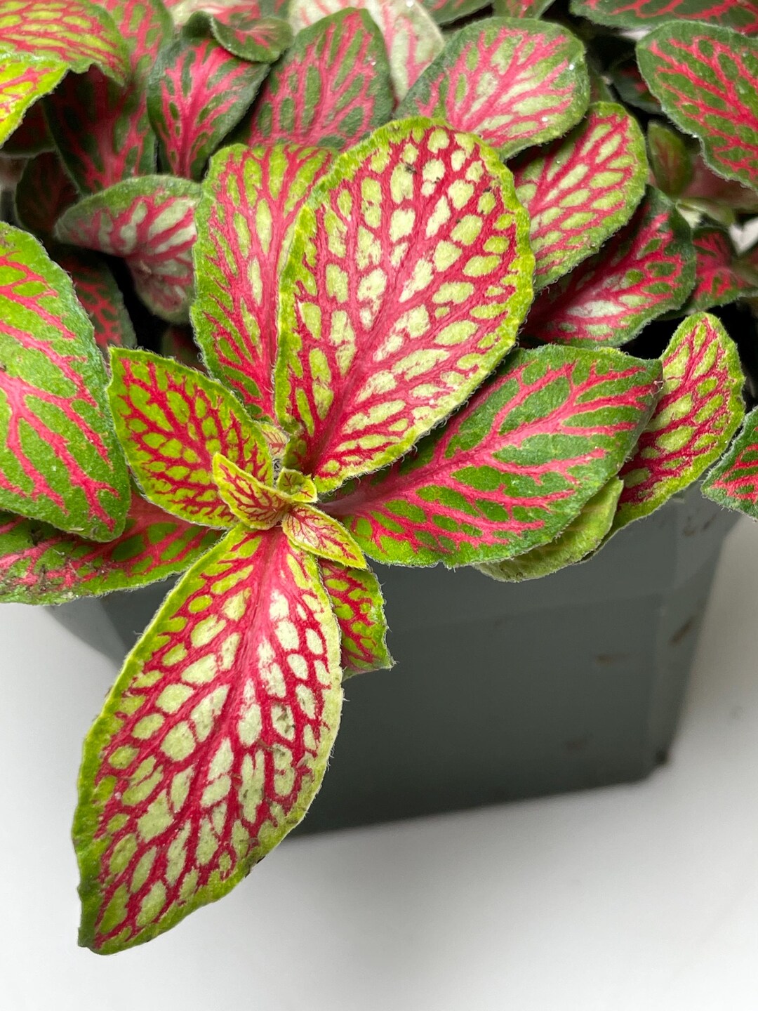 Nerve Plant Jade Red fittonia Jade Red - Etsy