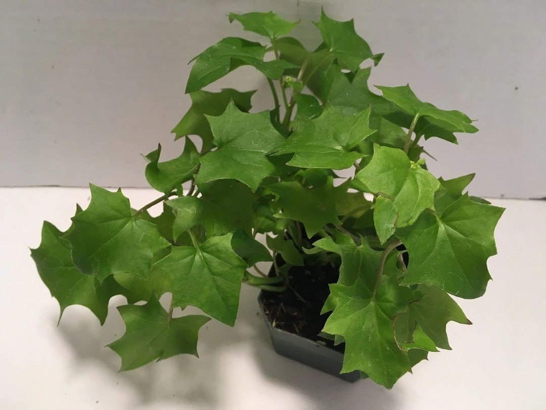 German Ivy Plant (senecio Mikanioides, Potted Plant, Ships Potted ...