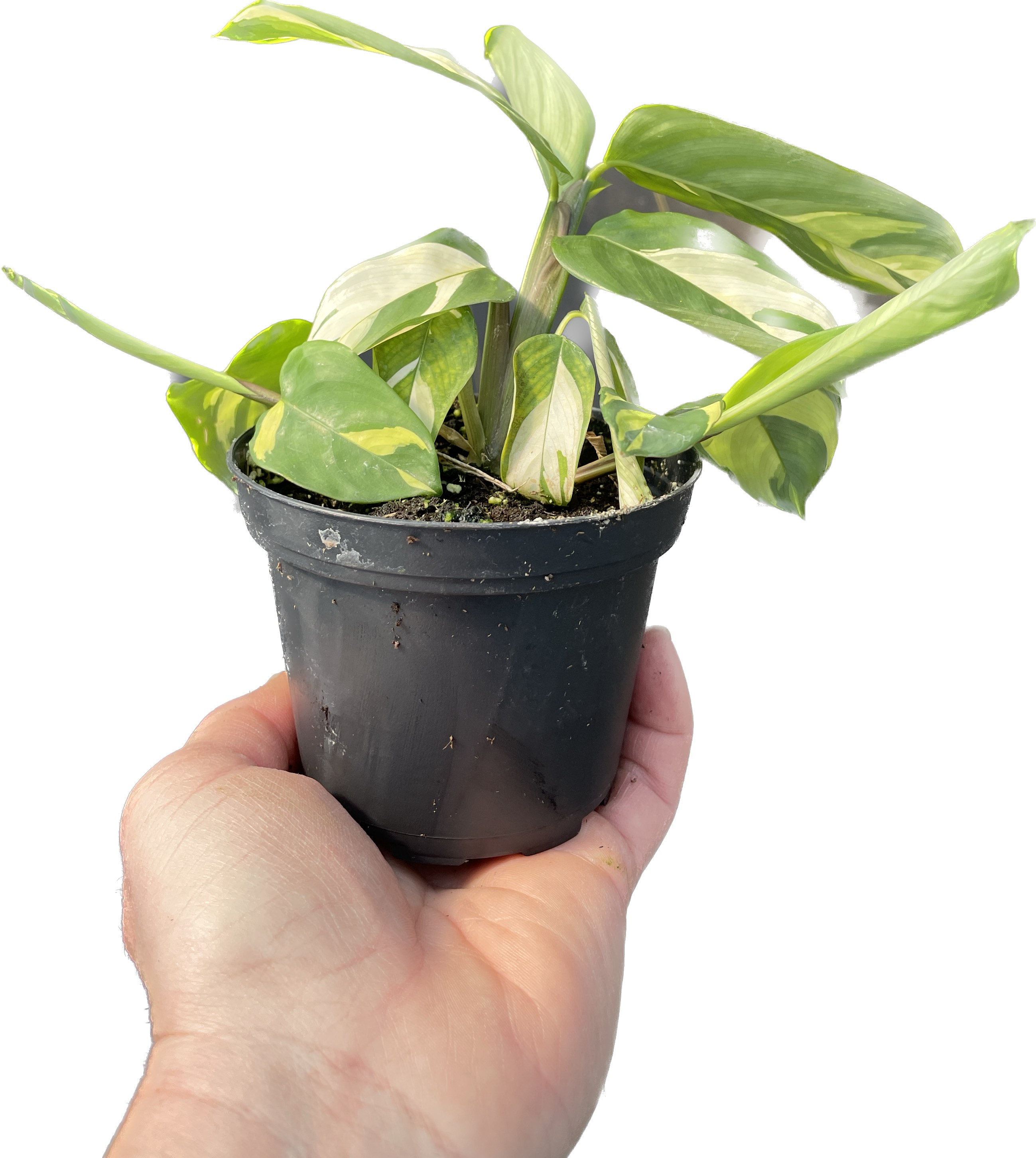 Ctenanthe Golden Mosaic - Etsy