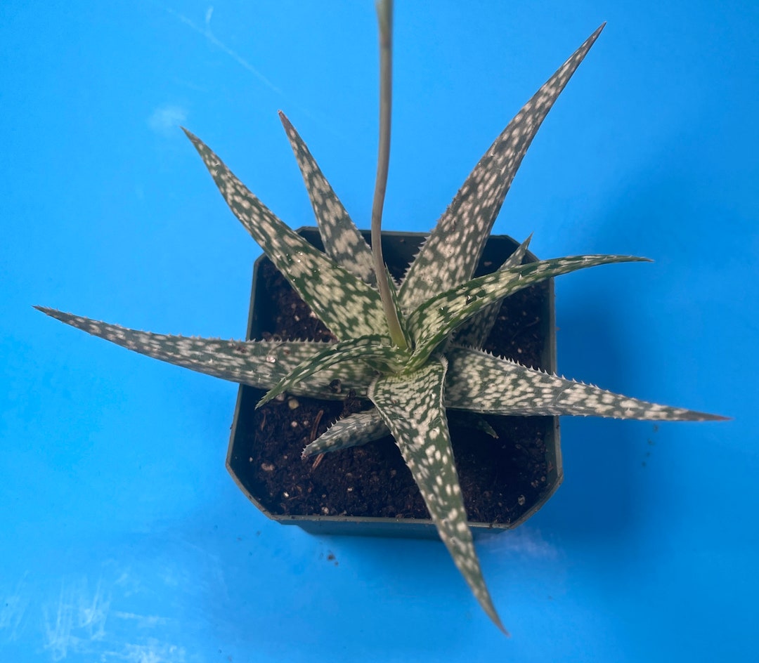 Aloe ‘white Fox’ - Etsy