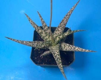 Aloe White Fox Rare Succulent Live Plant - Etsy