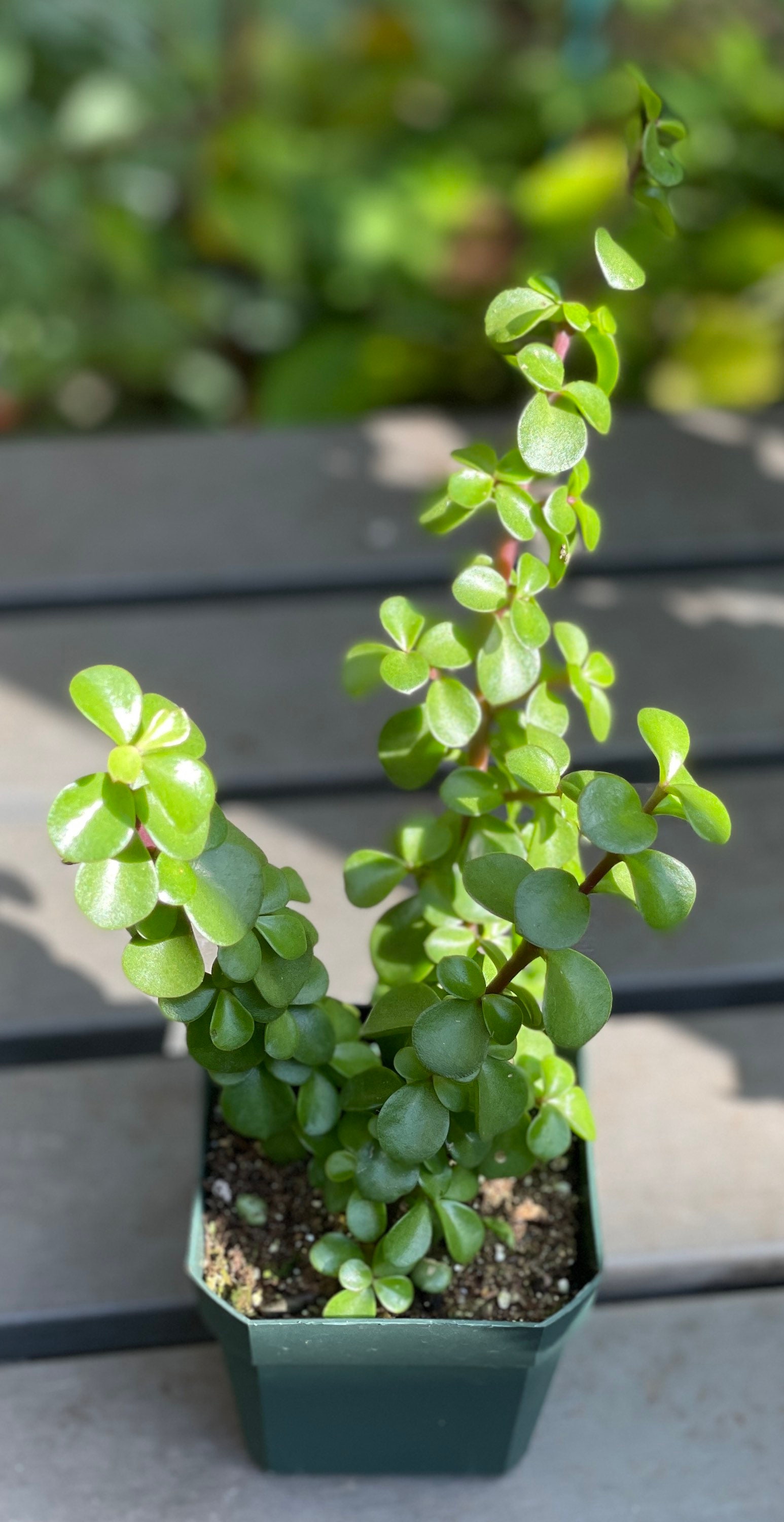 Miniature Jade Plant portulacaria Afra | Etsy