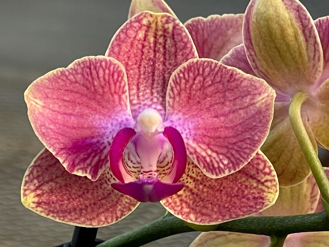 Mini Moth Orchid all in Full Bloom 11/23/2024 - Etsy