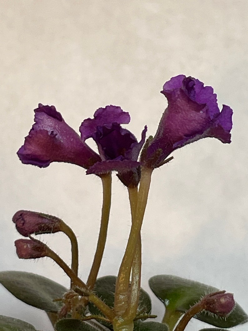 Micro Mini African Violet Lil’ Periscope in Bud and Bloom 5/2/26 ...