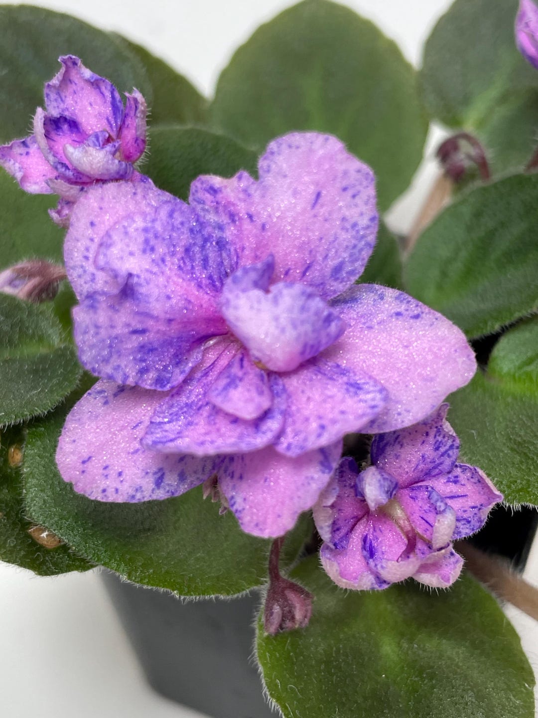 Semi Mini African Violet Rob’s Calypso Beat - Etsy