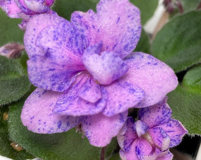Semi Mini African Violet Rob’s Calypso Beat - Etsy