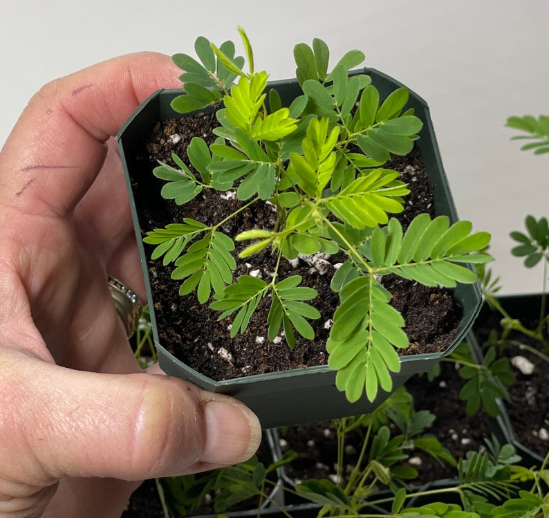 Sensitive Plant Live Potted Plant - Etsy