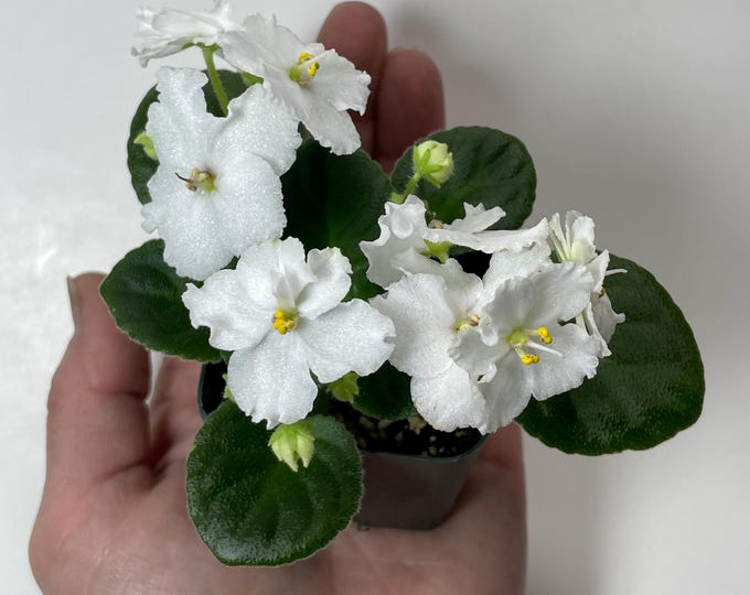 Semi Mini African Violet Ness’s Sno Fun - Etsy