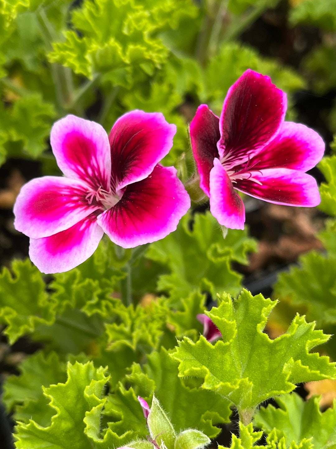 Scented Geranium Angels Perfume pelargonium angels Perfume - Etsy
