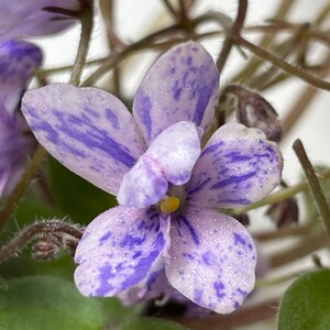 GardenGalsPlants - Etsy