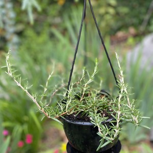 Prostrate Rosemary 4 Hanging Pot - Etsy