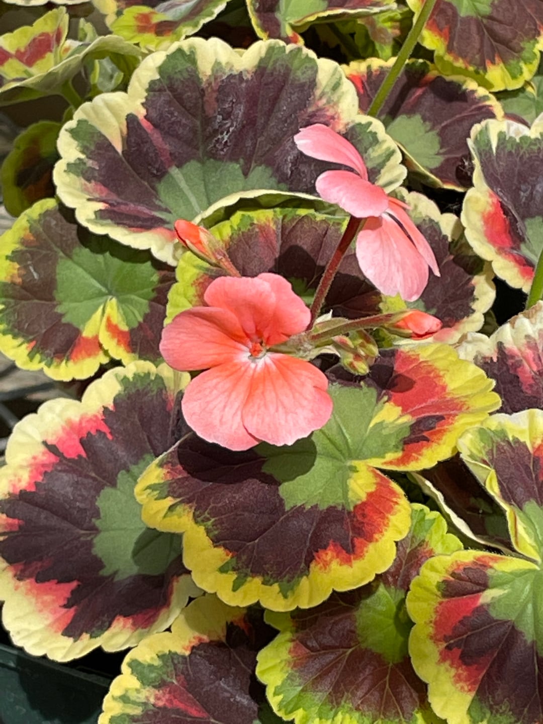 Velma Cox Zonal Geranium, Also Known as Mrs. Henry Cox) (pelargonium ...
