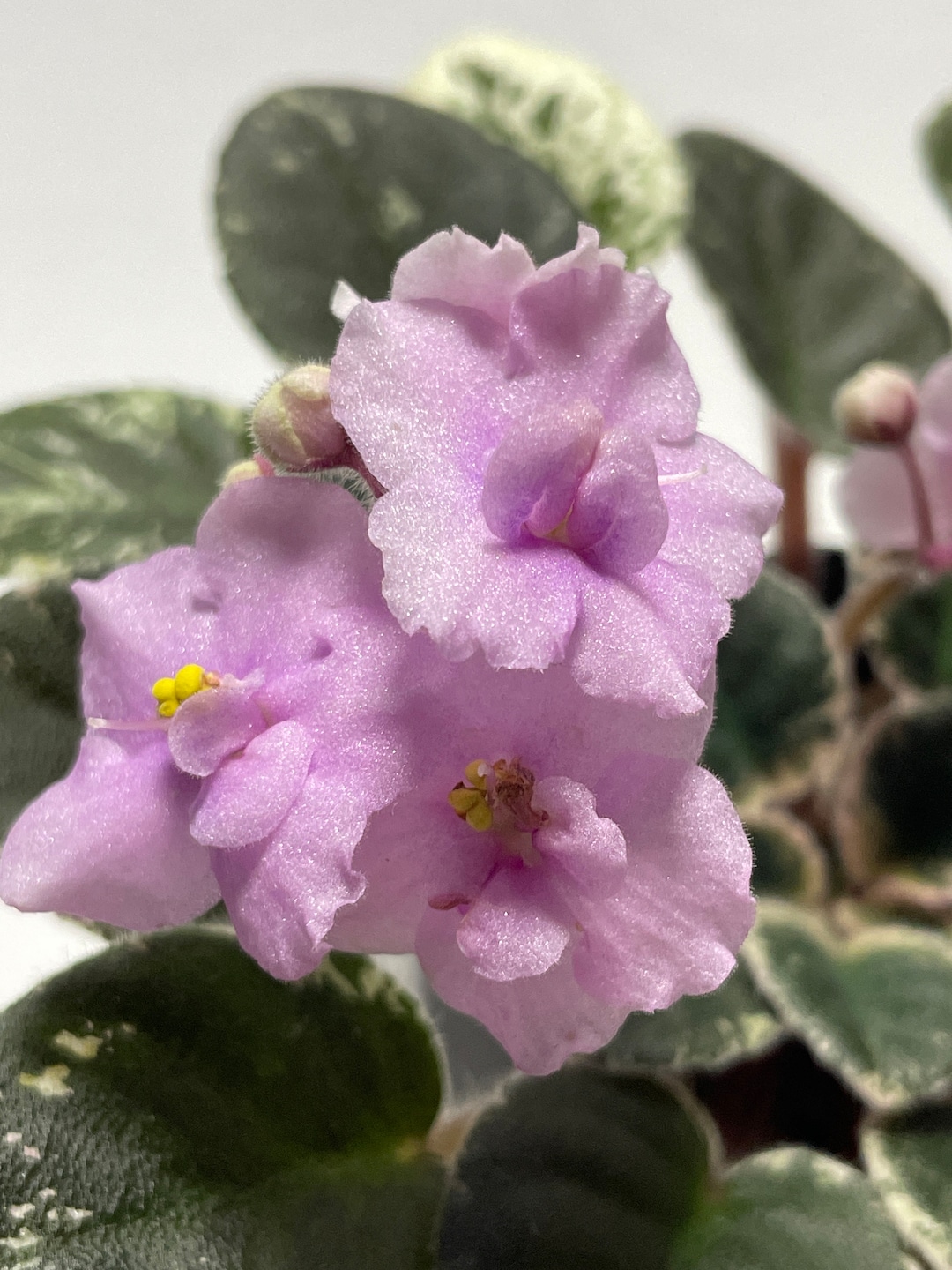 Semi Mini African Violet Cajun’s Lil Joy - Etsy