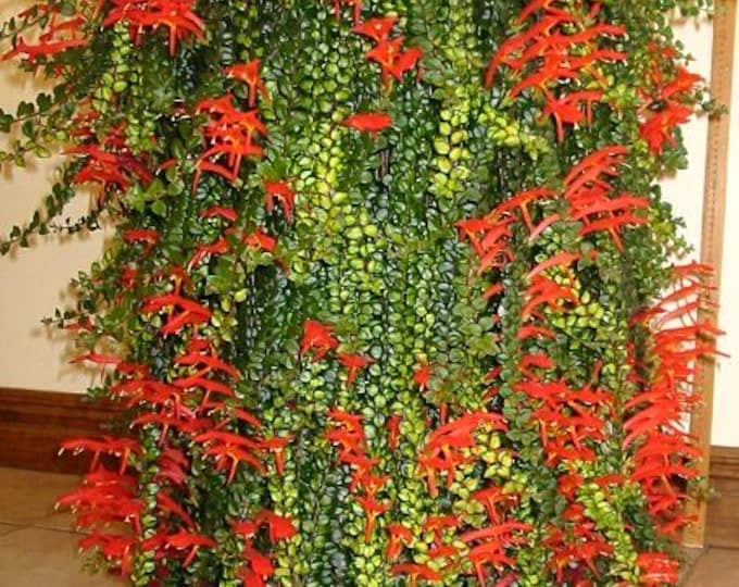 Columnea Cascading Beauty - Potted Plant, Ships Potted - Etsy
