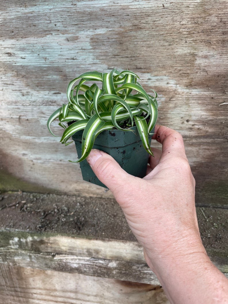 Curly Spider Plant chlorophytum Bonnie - Etsy