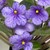 Micro Mini African Violet Vallarta Campanas Moradas - Etsy